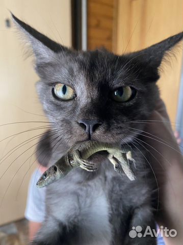 Котята крысоловы