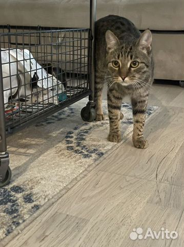 Найден кот - Кот в добрые руки