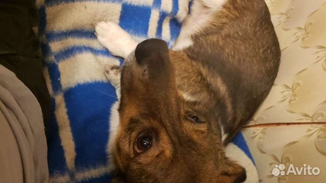 Верну собаку хозяину