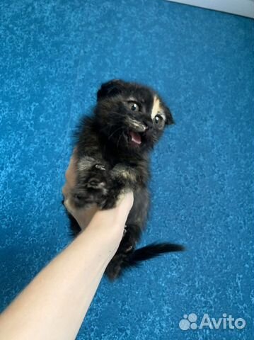 Шотландец бесплатно отдам