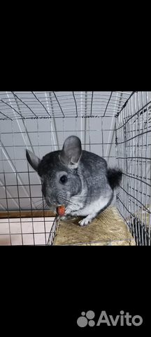 Шиншилла