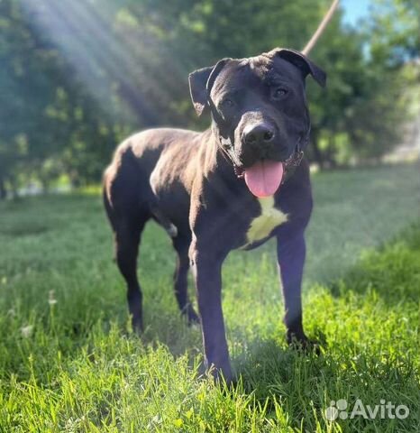 Питбуль 10 месяцев ищет дом