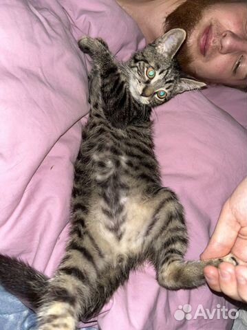 Котенок тигрёнок 2.5 месяца