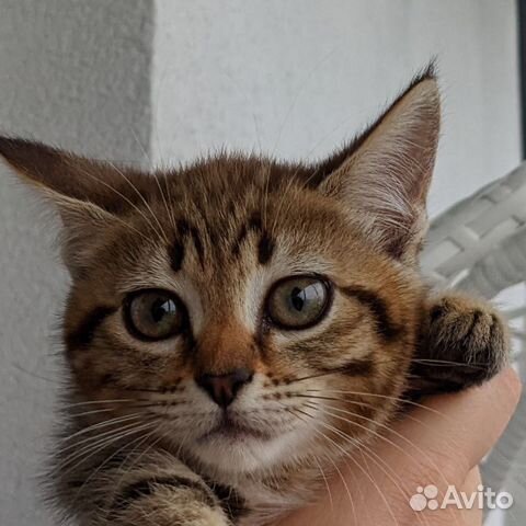 Котенок-девочка 1,5 месяца