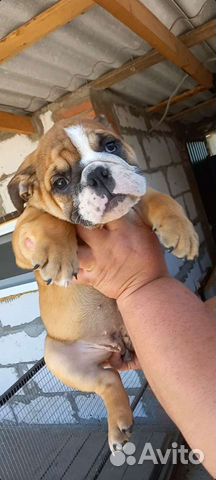 Щенки английского бульдога