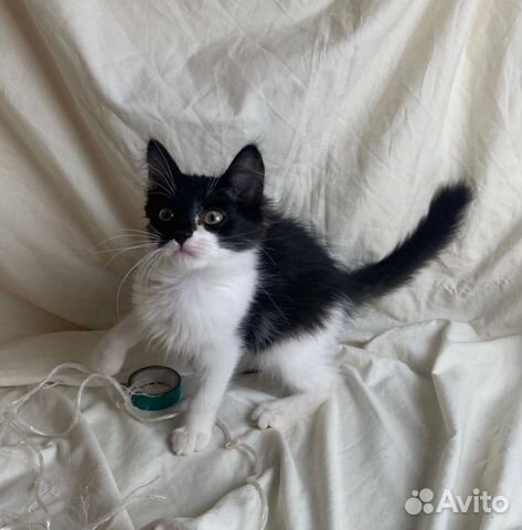 Котенок мальчик в добрые руки