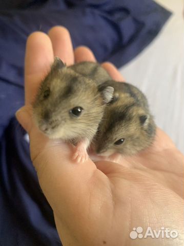 Джунгарский хомяк