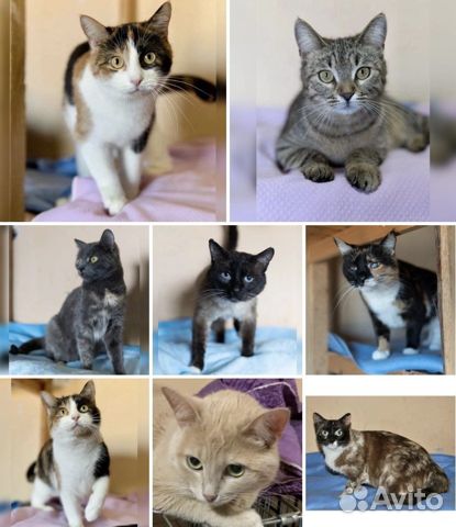 Кошки из приюта в добрые руки