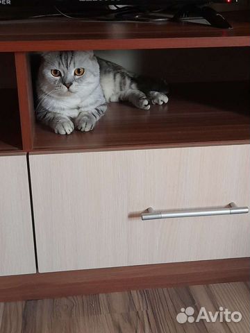 Вислоухий шотландец в добрые руки