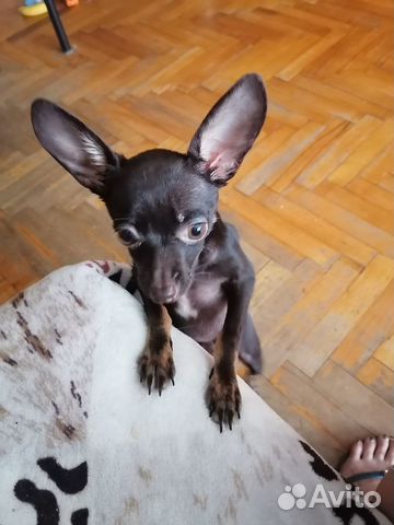 Mini тойчик