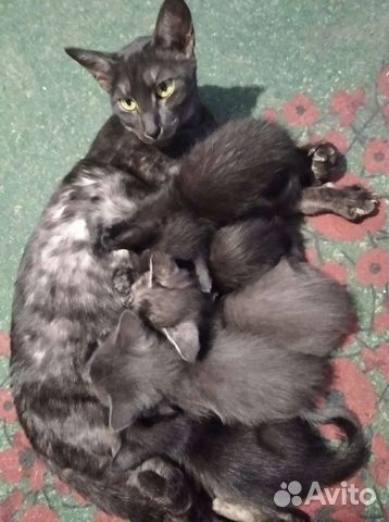 Котята ориенталы