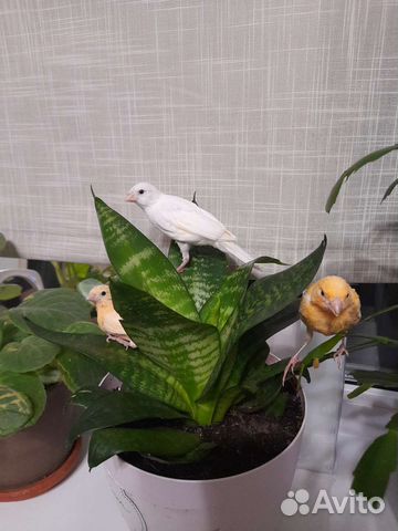 Кенара и канарейки