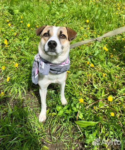 Была домашней