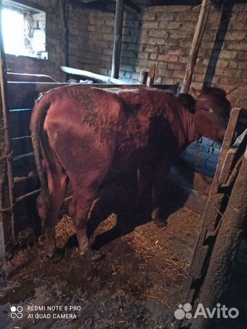 Коровы и телки