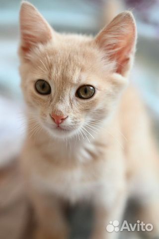 Котенок мальчик 2 месяца, отдадим в добрые руки