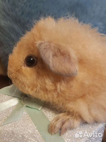 Морские свинки