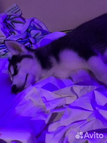 Сибирский хаски