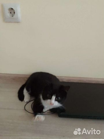 Котята 3 мес