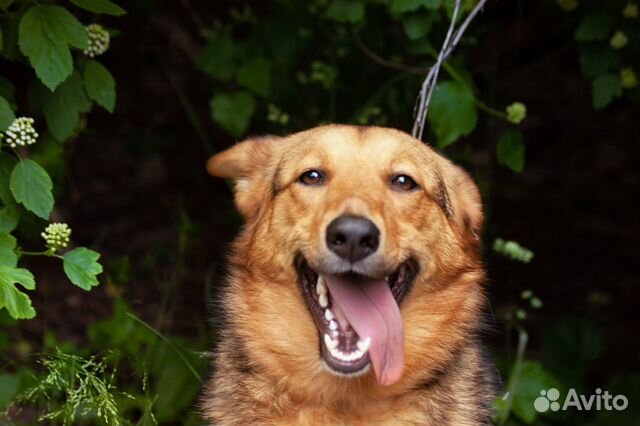 Нежная и ласковая Липа в добрые руки