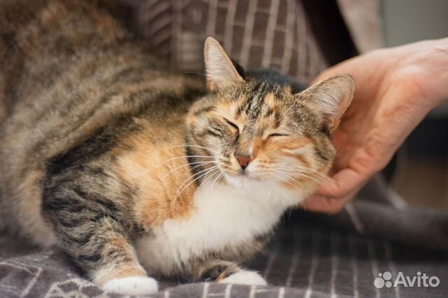 Кошка трехцветная