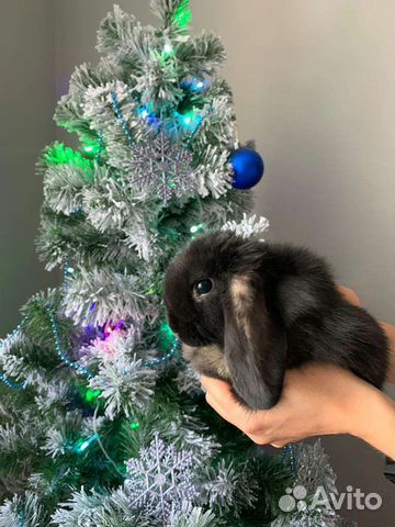 Декоративные кролики вислоухие