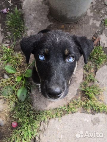 Щенок в добрые руки