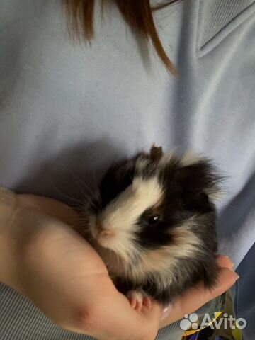 Морская свинка