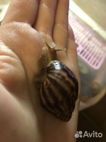 Улитки ахатины