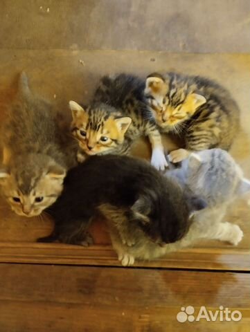 Котята в добрые руки