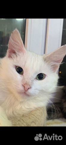 Ангоры метис выжил после пожаоа -7 мес