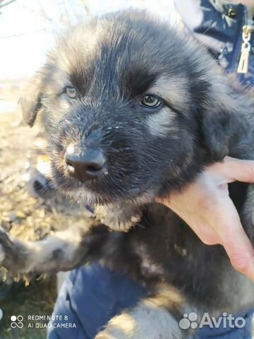 Пуховая Мохнатушка ищет дом