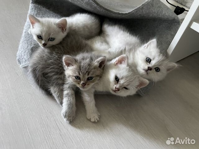 Британские котята