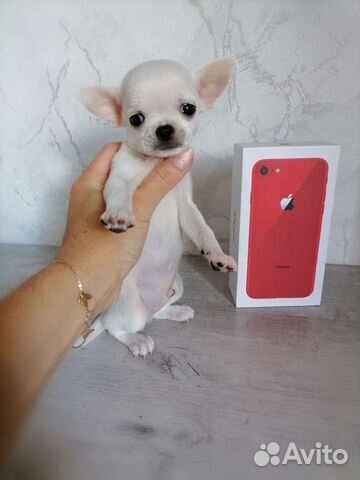 Настоящий блондин mini мальчик