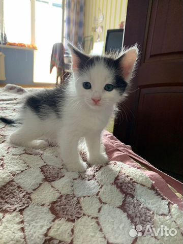 Котята