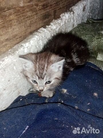 Кошка в дар