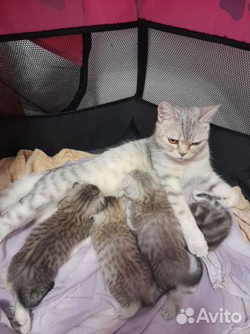 Шотландские котята