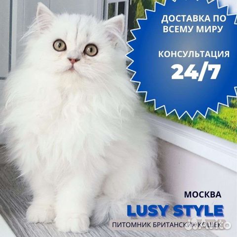 Британский длинношерстный белоснежный мальчик