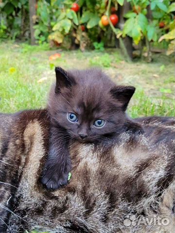 Британский мраморный черный котенок