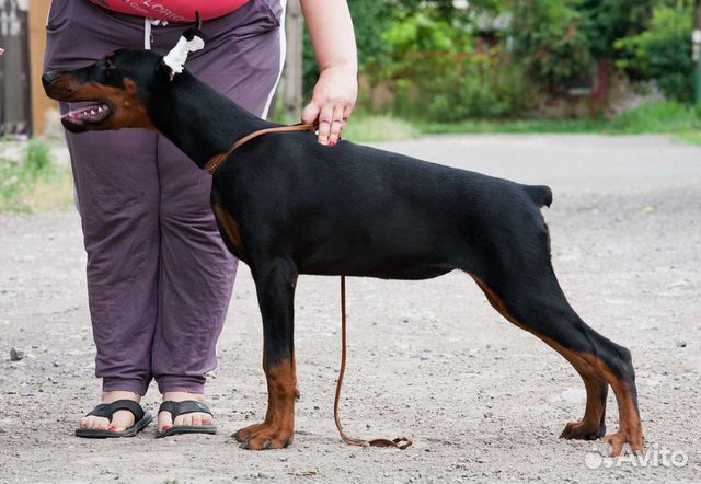 Щенки добермана