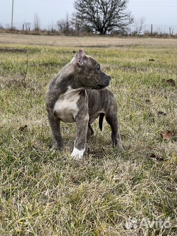 Американский Булли щенок