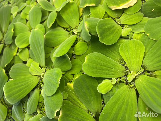 Аквариумные растения