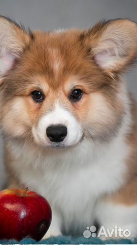 Вельш корги пемброк- Флаффи