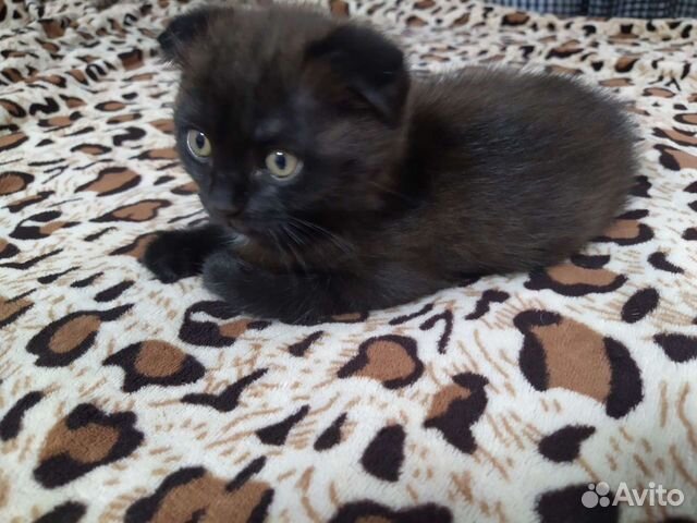 Котёнок вислоухий