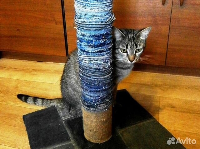 Кошка ищет дом