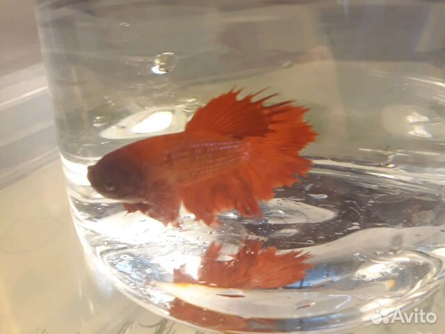 Самки петушков