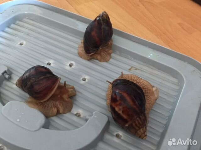 Улитки ахатин 3 шт