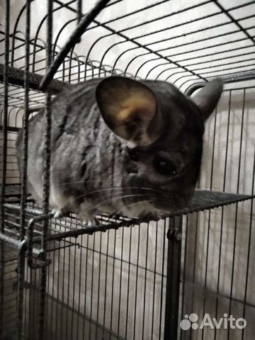 Шиншилла с большой клеткой
