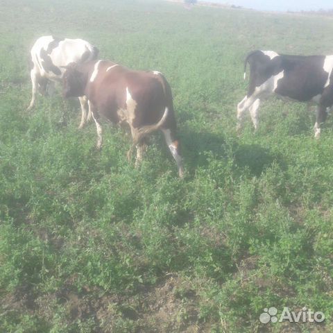 Стелная корова сементолка