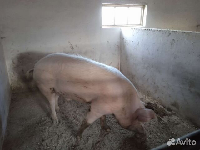 Хряк ландрас