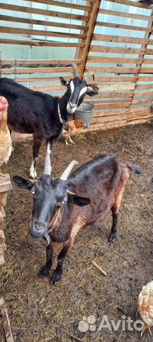 Козы и куры